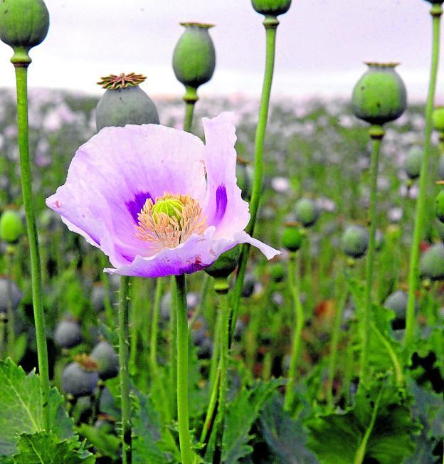 El granero de opio | La Verdad