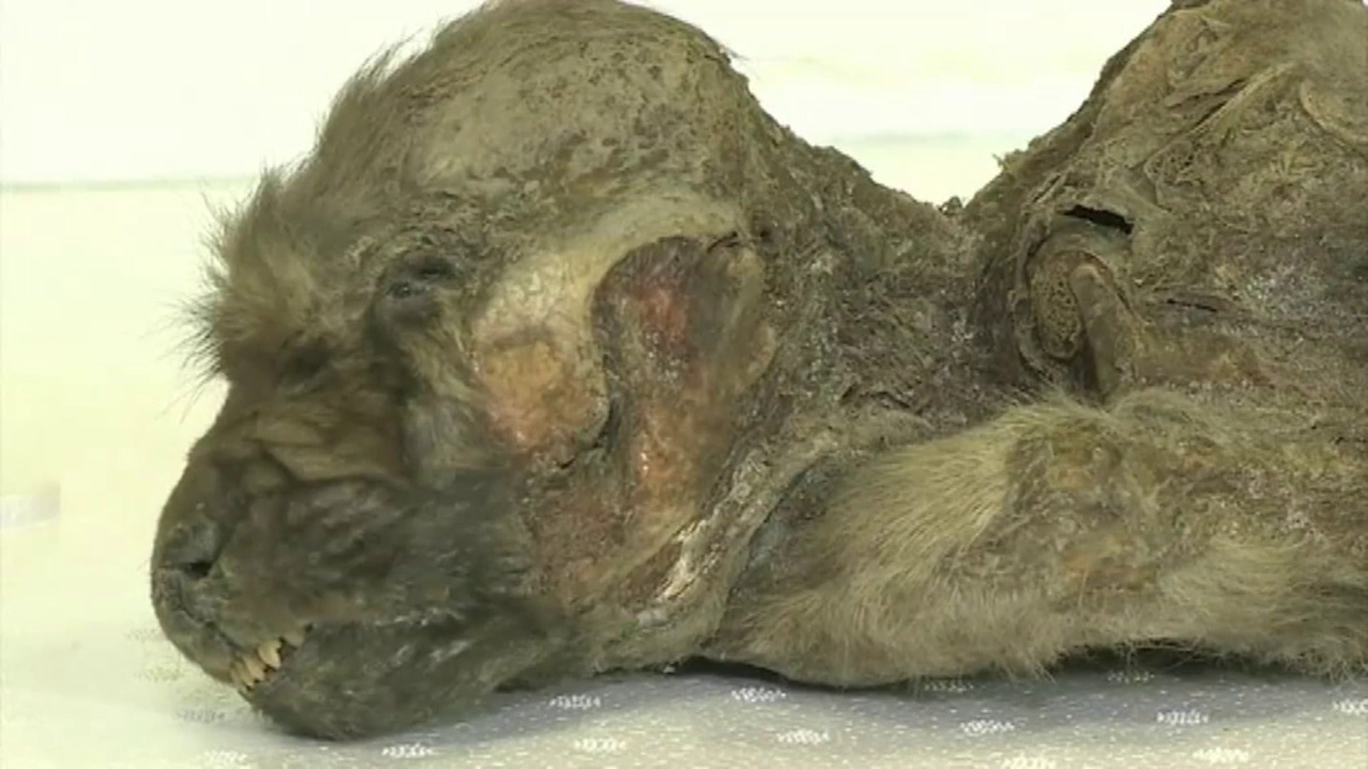 Hallado en Rusia un perro prehistórico de 18.000 años | La Verdad