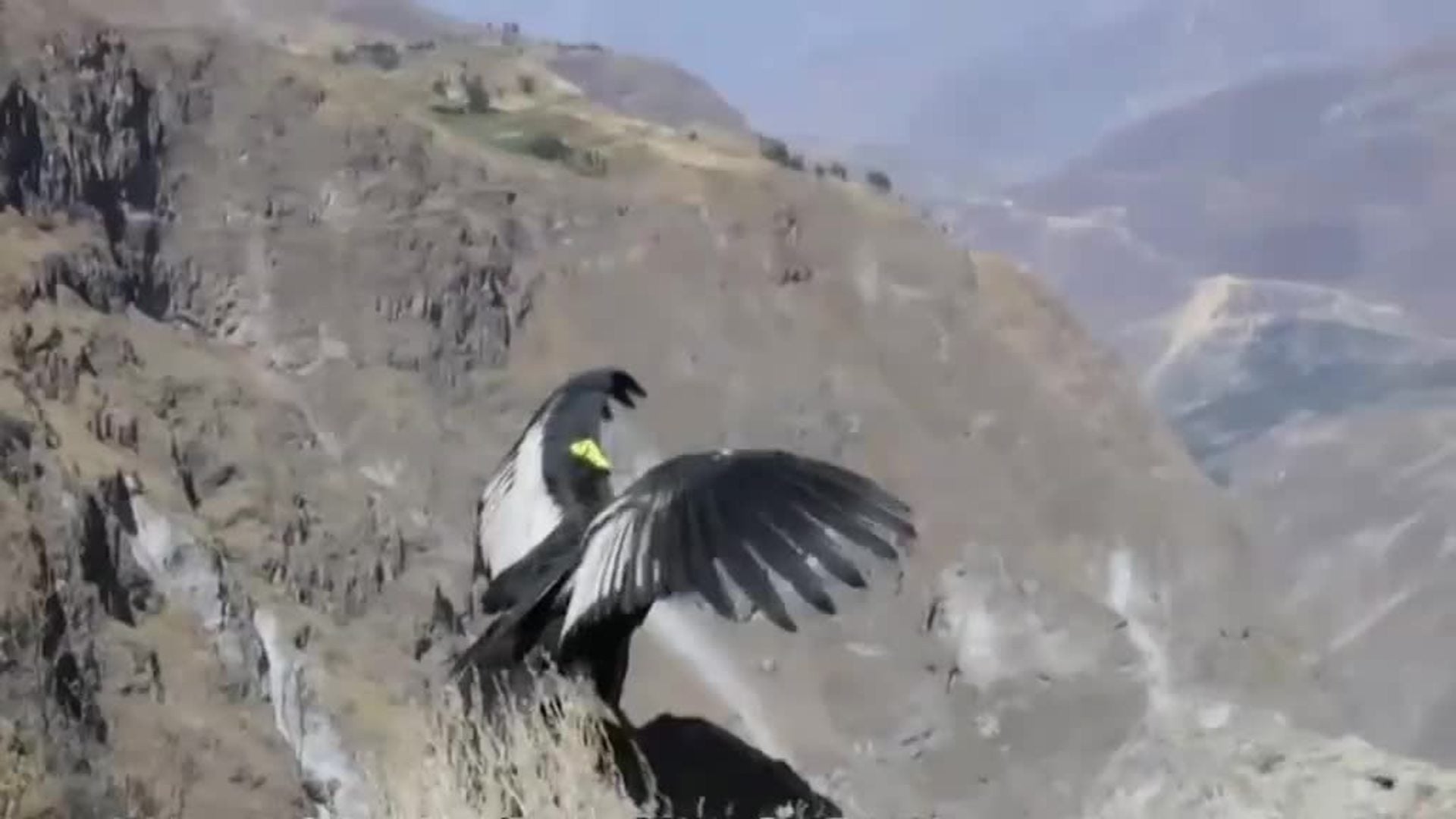 Liberan al cóndor andino Sinchi tras recuperarse de una intoxicación ...