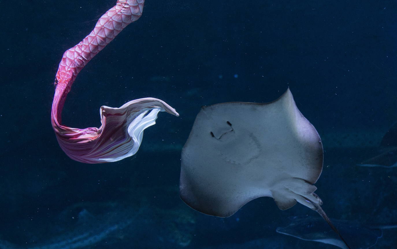 Fotos: Avistamiento de sirenas en Corea del Sur | La Verdad