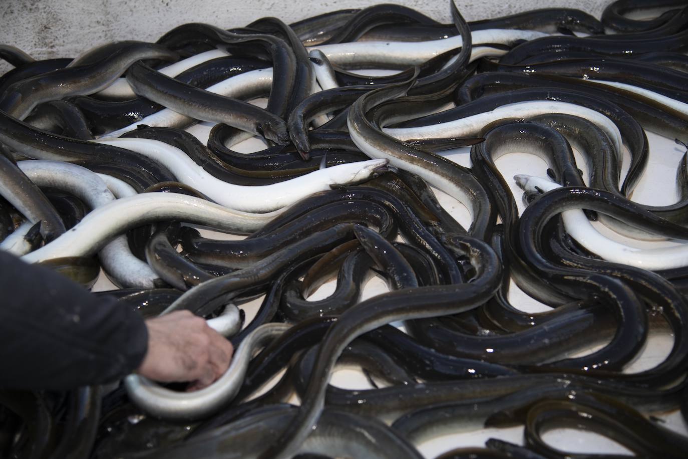 Fotos: La pesca de la anguila en la Región de Murcia, en imágenes | La ...