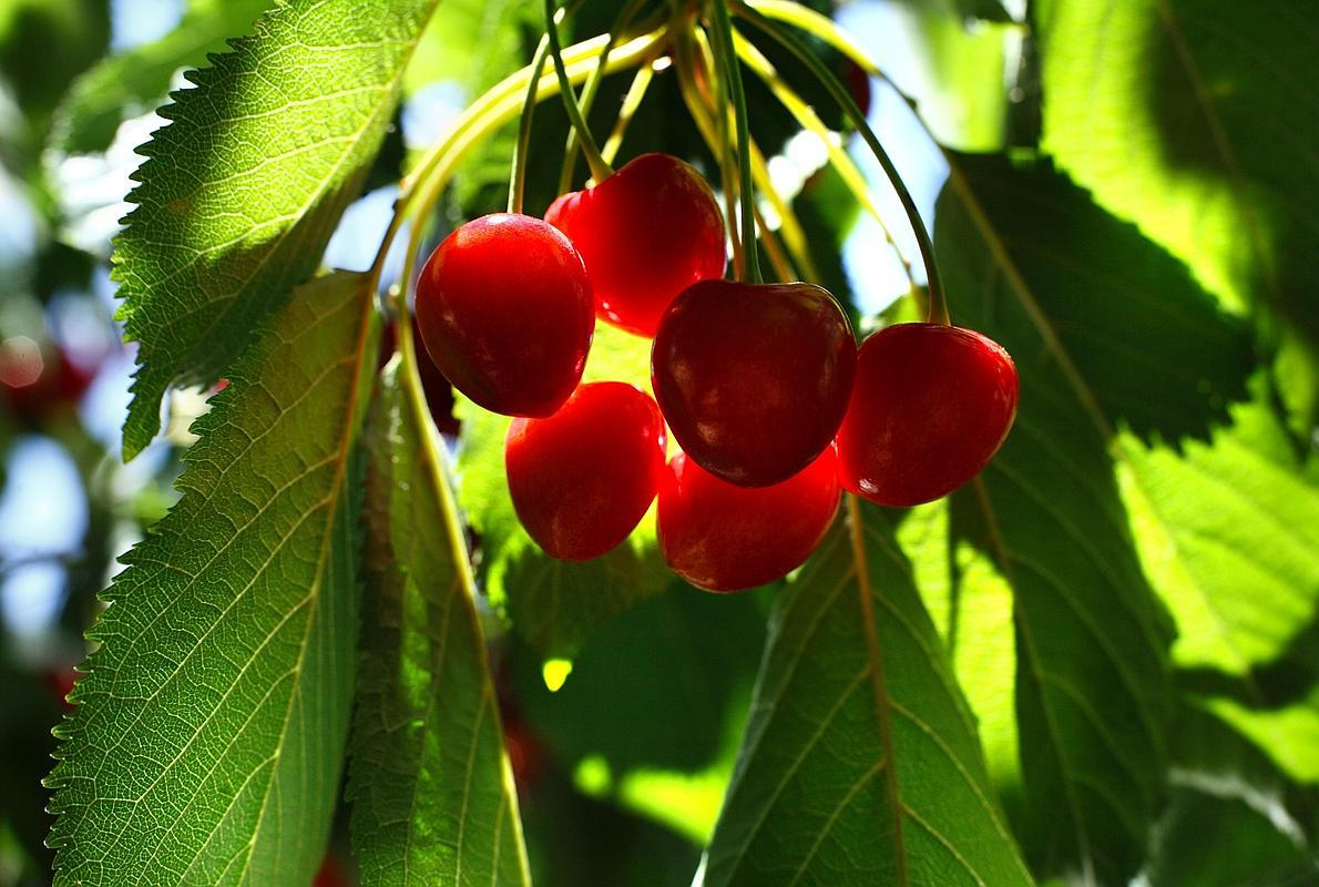Cerezas para combatir el estrés y dormir mejor | La Verdad