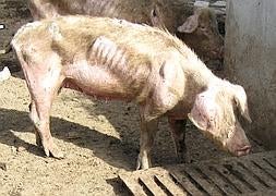 Dejaban morir de hambre a 60 cerdos en una granja abandonada | La Verdad